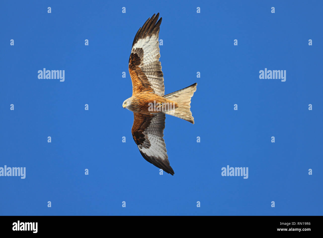 Red kite in flight catching the sunlight Stock Photo - Alamy