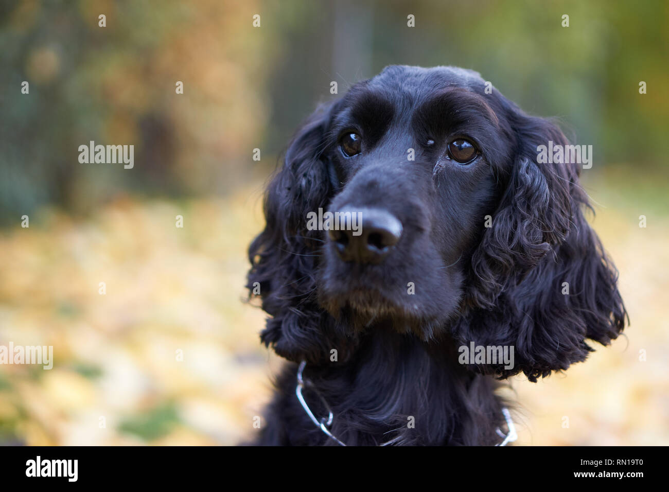 Cocker Spaniel autumn Stock Photo - Alamy
