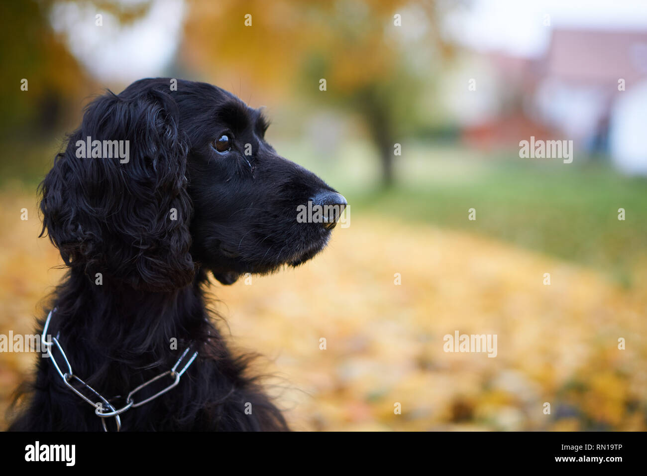 Cocker Spaniel autumn Stock Photo - Alamy