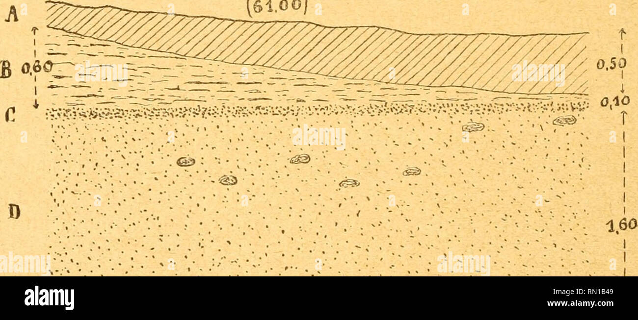 Modiola plicata hi-res stock photography and images - Alamy