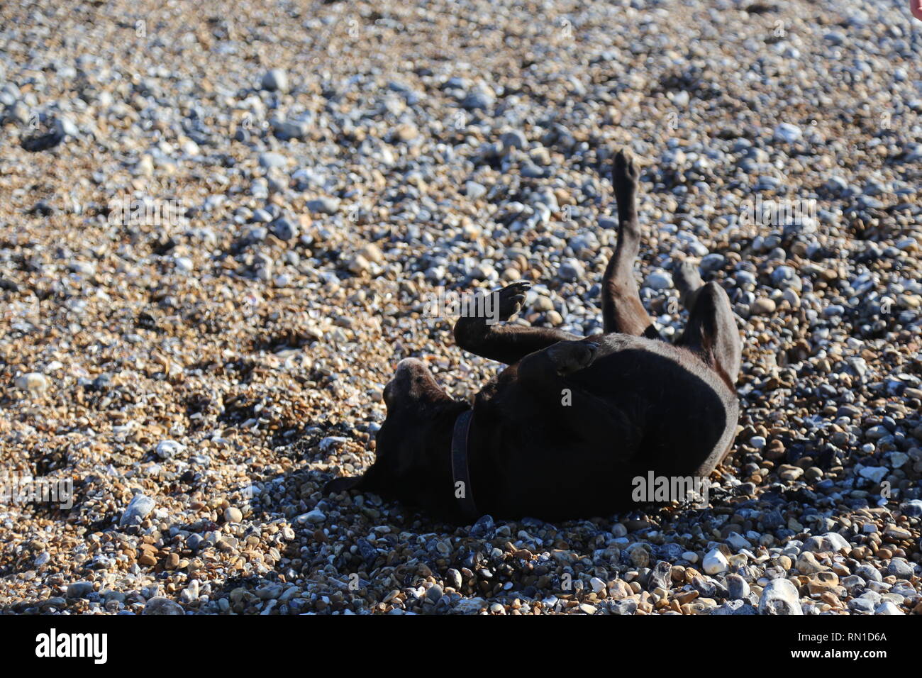 Dog rolling on peddle beach in sun Stock Photo - Alamy