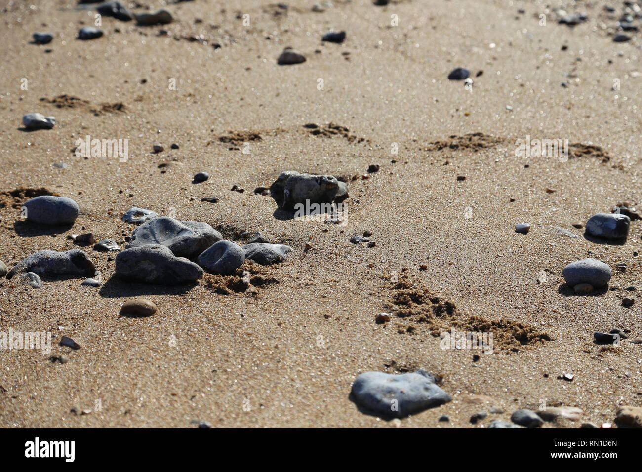 Fossil in pebbles hi-res stock photography and images - Alamy