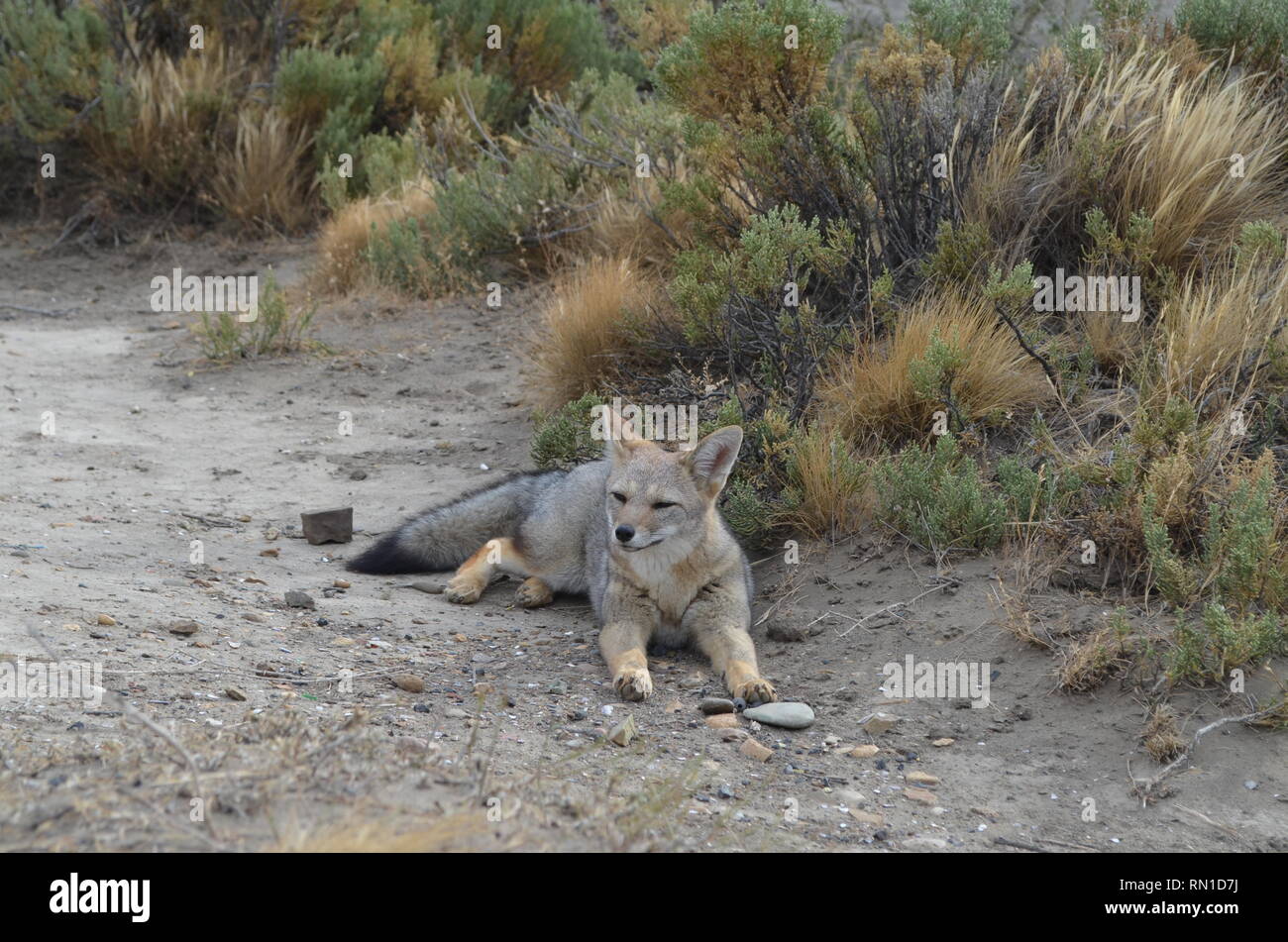Culpeo fox (Lycalopex culpaeus) accustomed to human presence in Monte ...