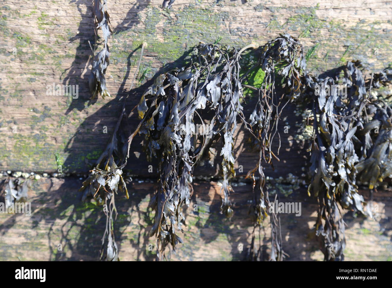 Rotten Seaweed High Resolution Stock Photography and Images - Alamy