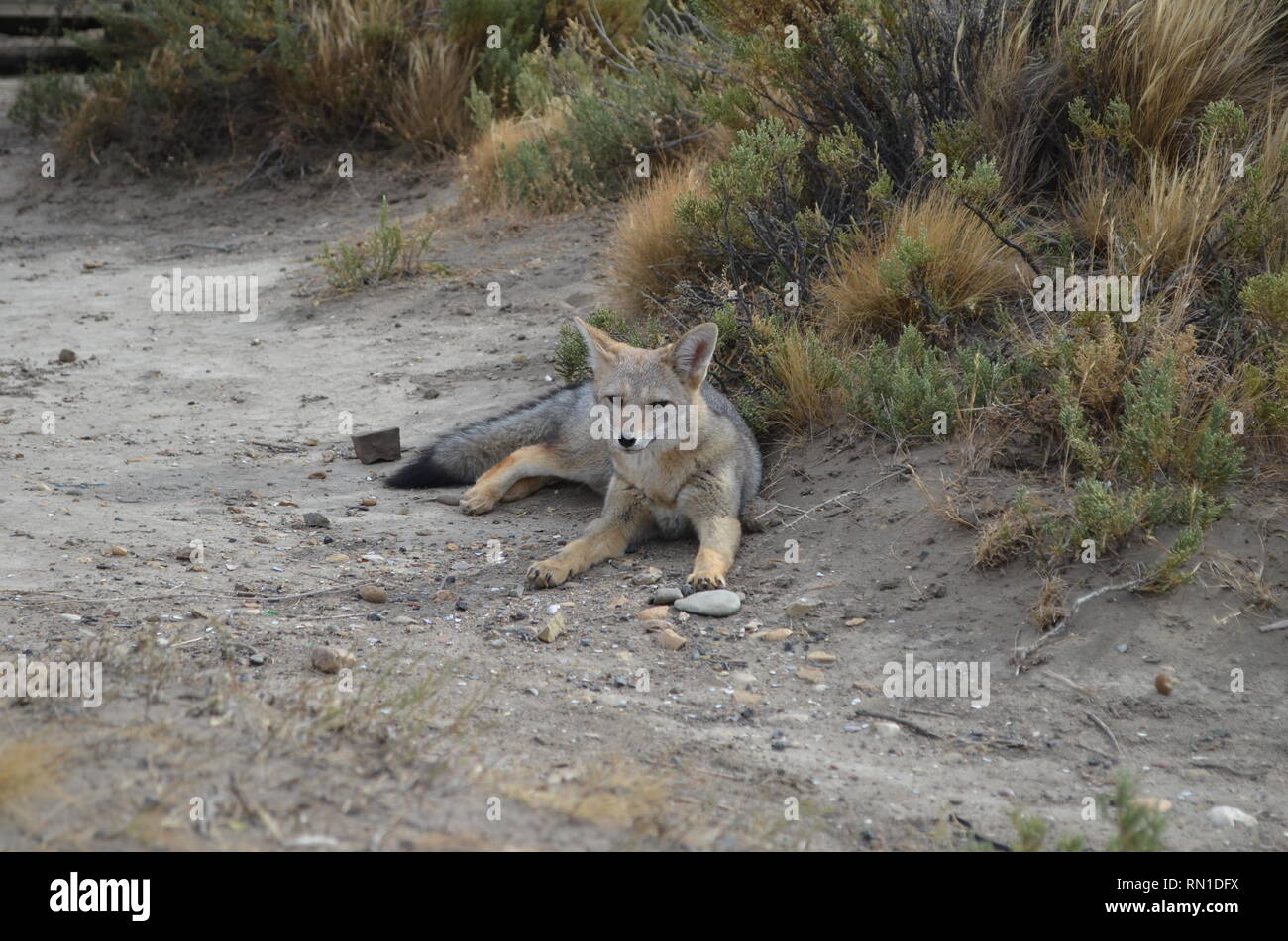 Culpeo fox (Lycalopex culpaeus) accustomed to human presence in Monte ...