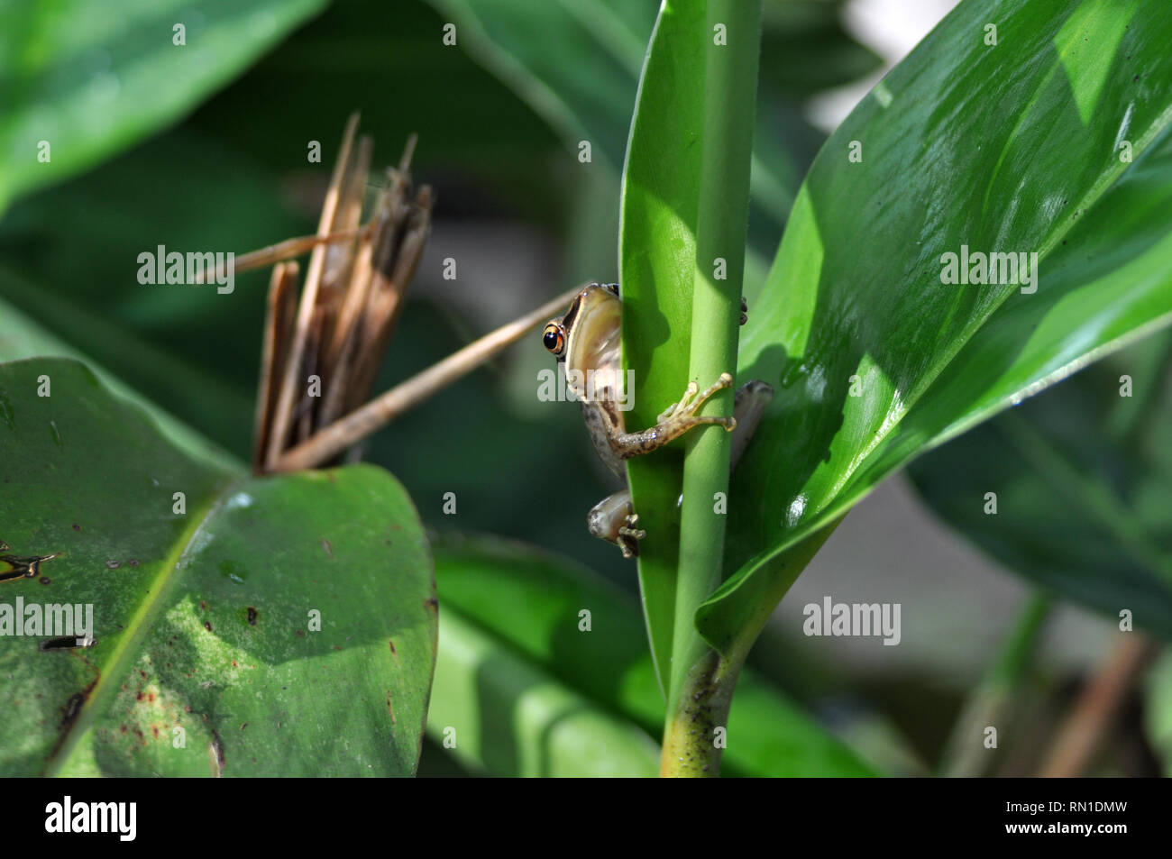 CloseUp Of Frog On Plant Stock Photo - Alamy