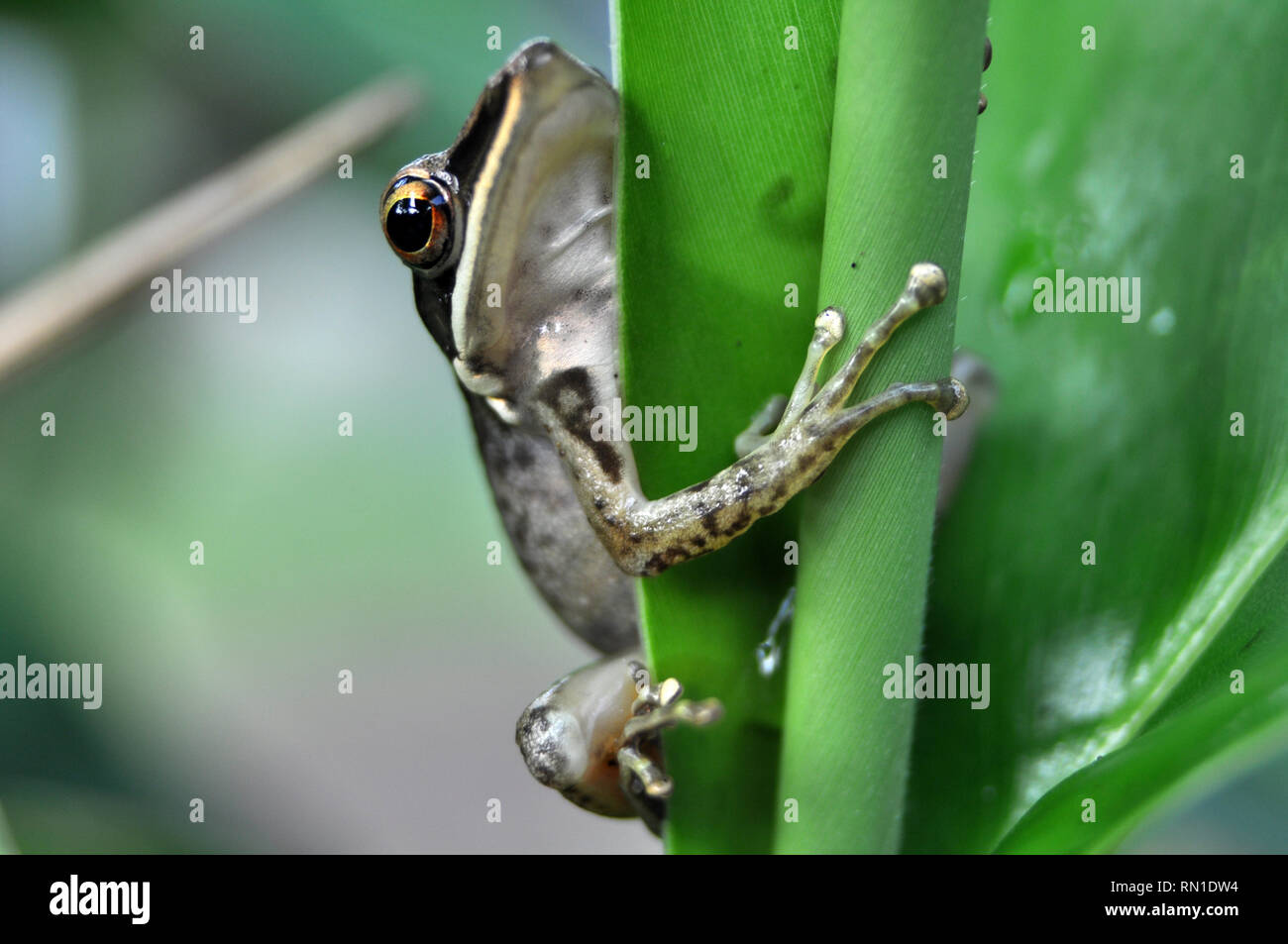 CloseUp Of Frog On Plant Stock Photo - Alamy