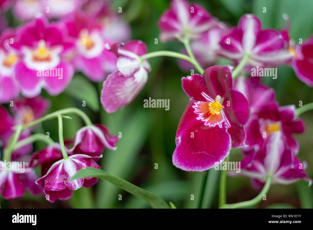 Exotic petals hi-res stock photography and images - Alamy