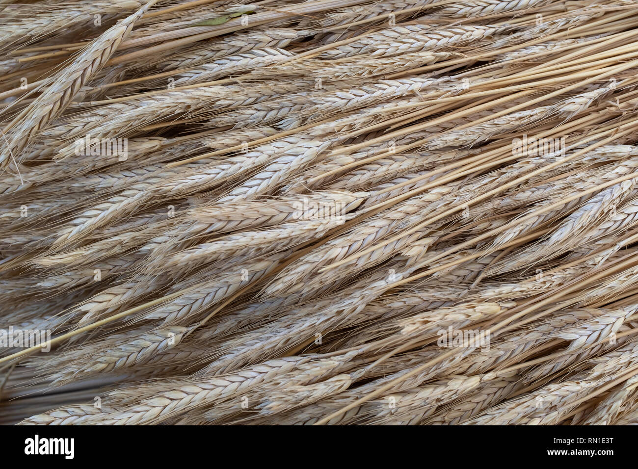 Thatching straw harvest hi-res stock photography and images - Alamy