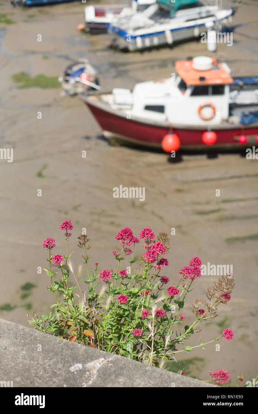 Centranthus ruber growing on wall hi-res stock photography and images ...