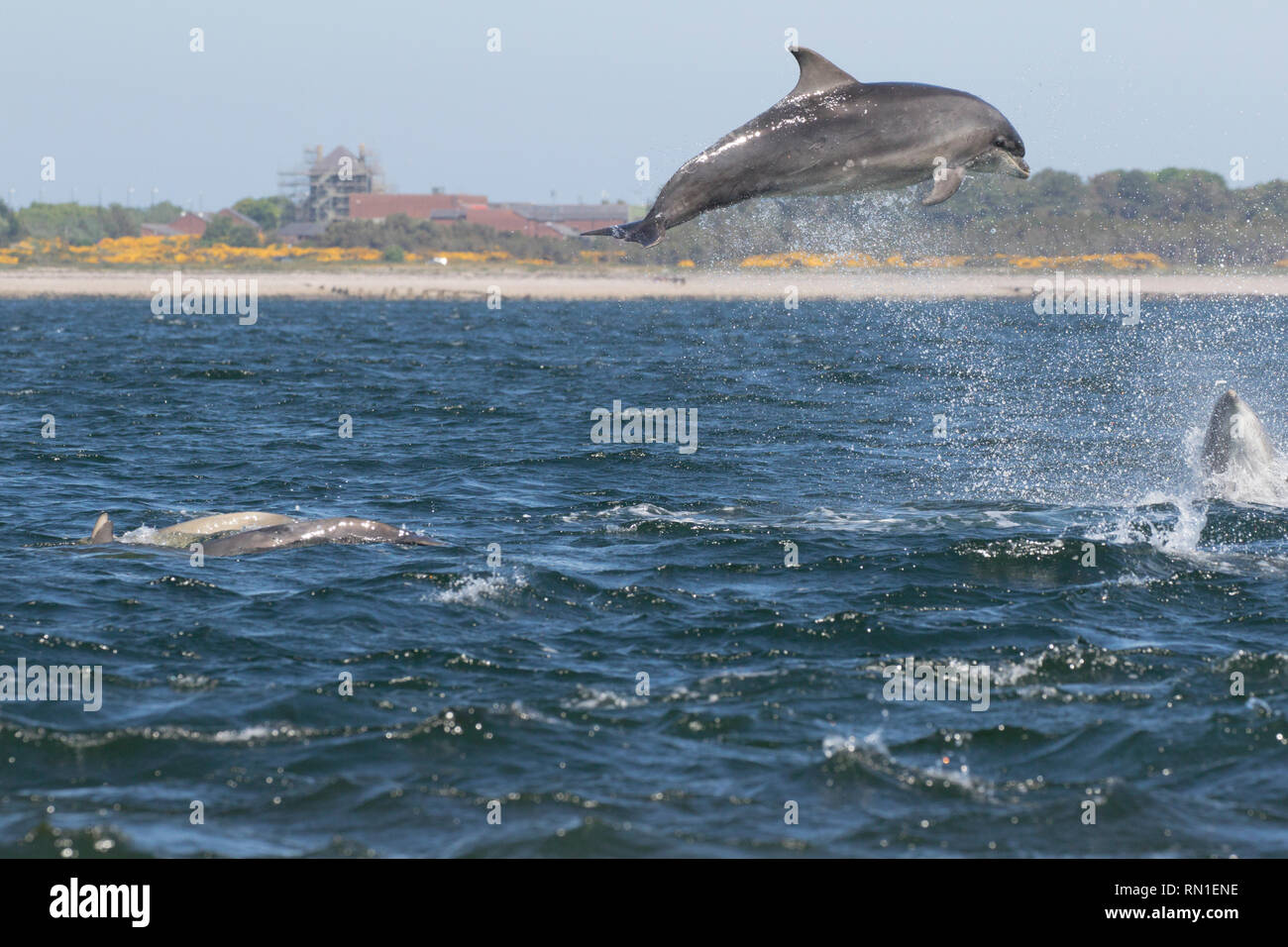 Two Bottlenose dolphins (Tursiops truncatus) leaping/breaching in the ...