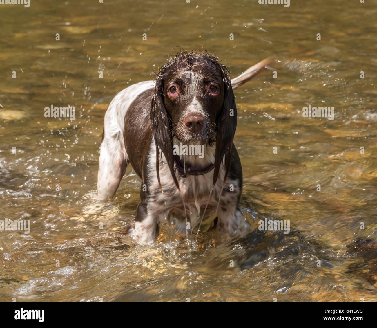 Standing in shallow river hi-res stock photography and images - Alamy