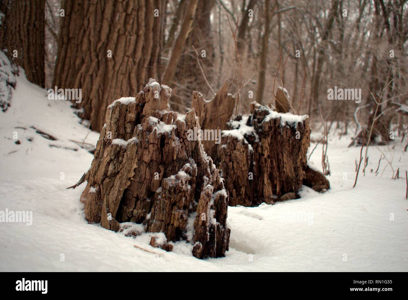 Rotting snow hi-res stock photography and images - Alamy