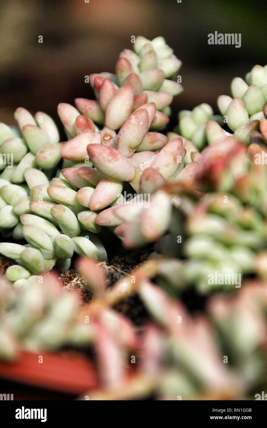 Sedum plant texture in the garden Stock Photo - Alamy