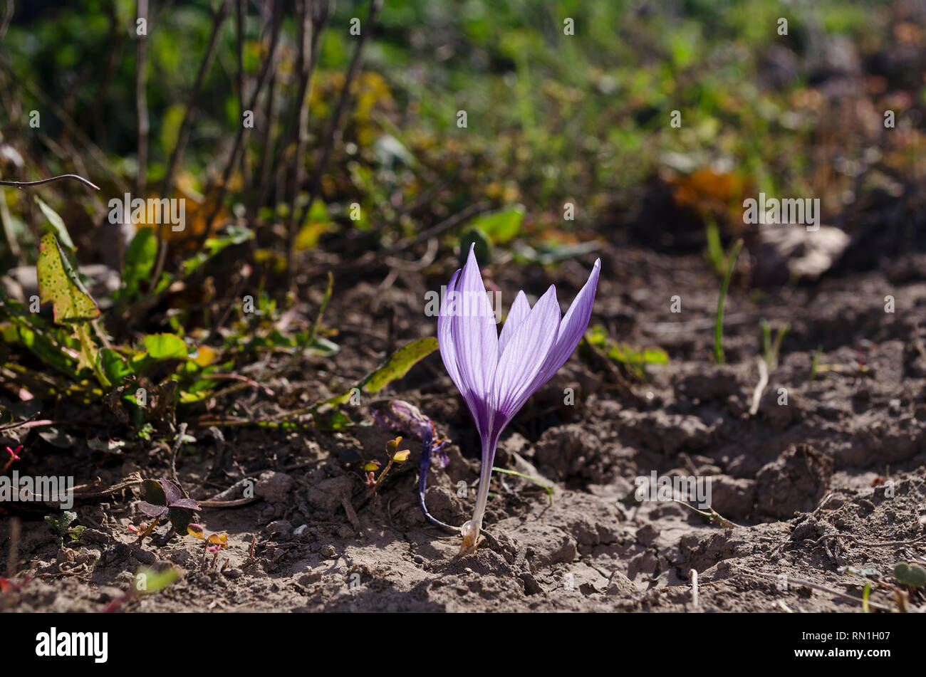 Born flower hi-res stock photography and images - Alamy