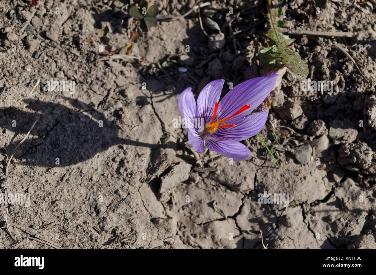 Spring born hi-res stock photography and images - Alamy
