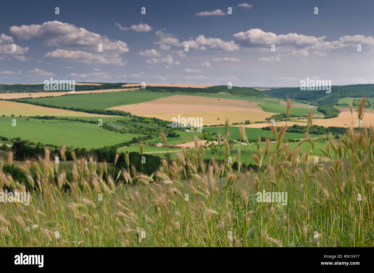 Green fields - Beautiful village landscape in northern Bulgaria Stock ...