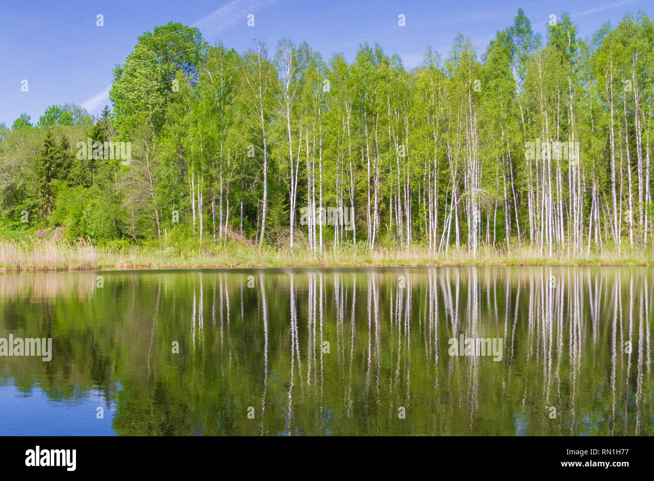 White thin birch trees grow along the forest lake in spring Stock Photo ...