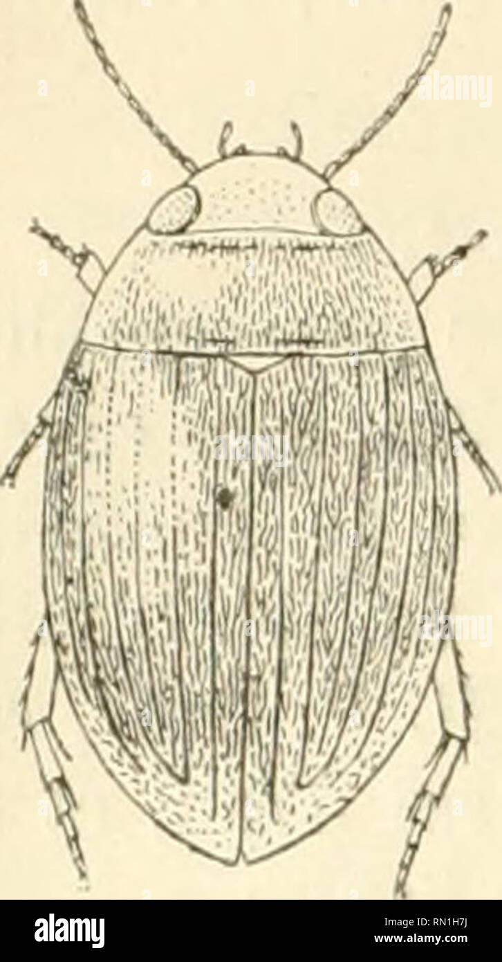 Bordure courte hi-res stock photography and images - Alamy