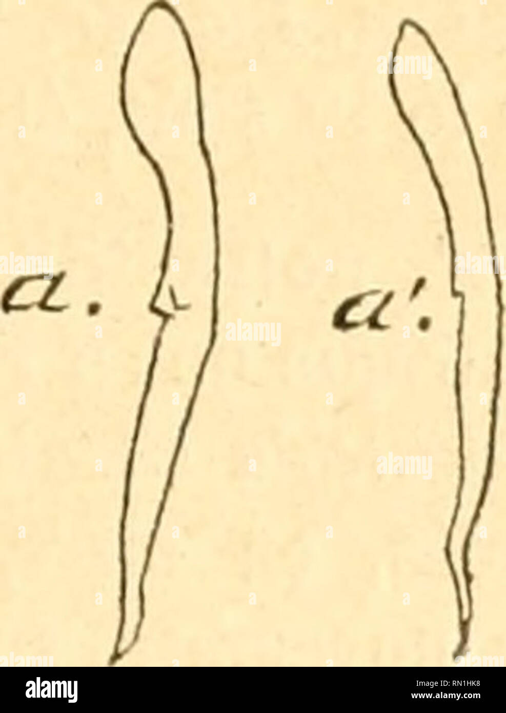 Cara de meme hi-res stock photography and images - Alamy