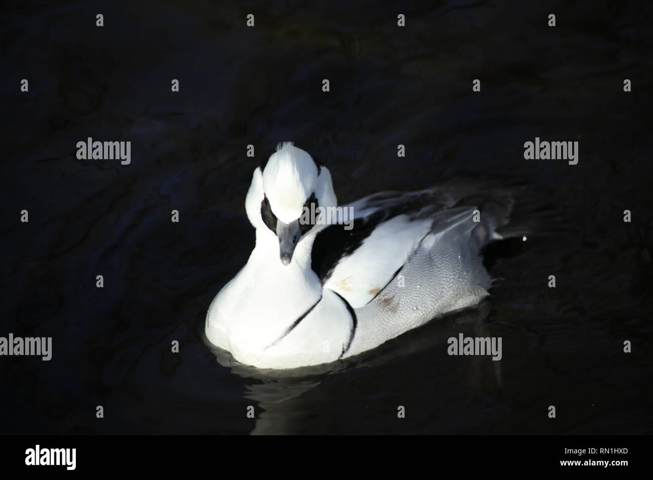 Smew Duck, Martinmere, Ormskirk, Lancashire, England, United Kingdom ...