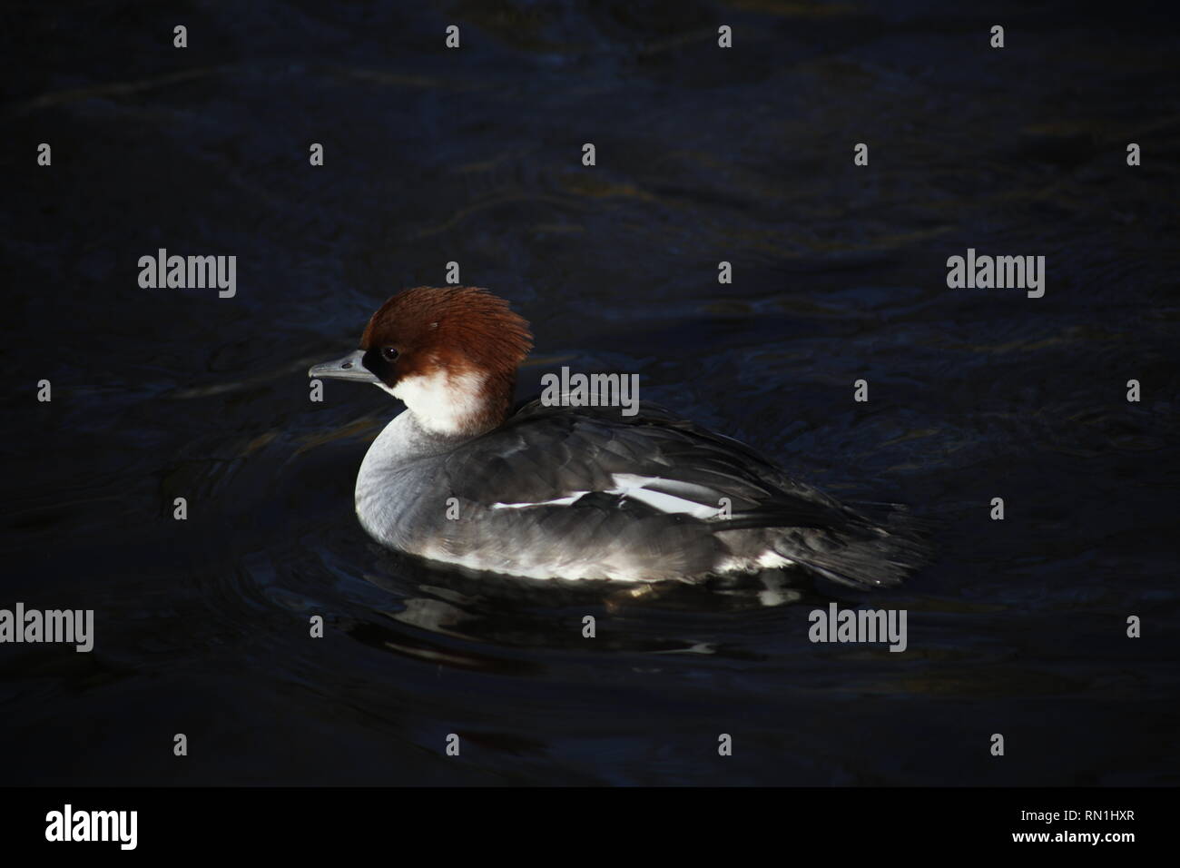 Female Smew Duck, Martinmere, Ormskirk, Lancashire, England, United ...
