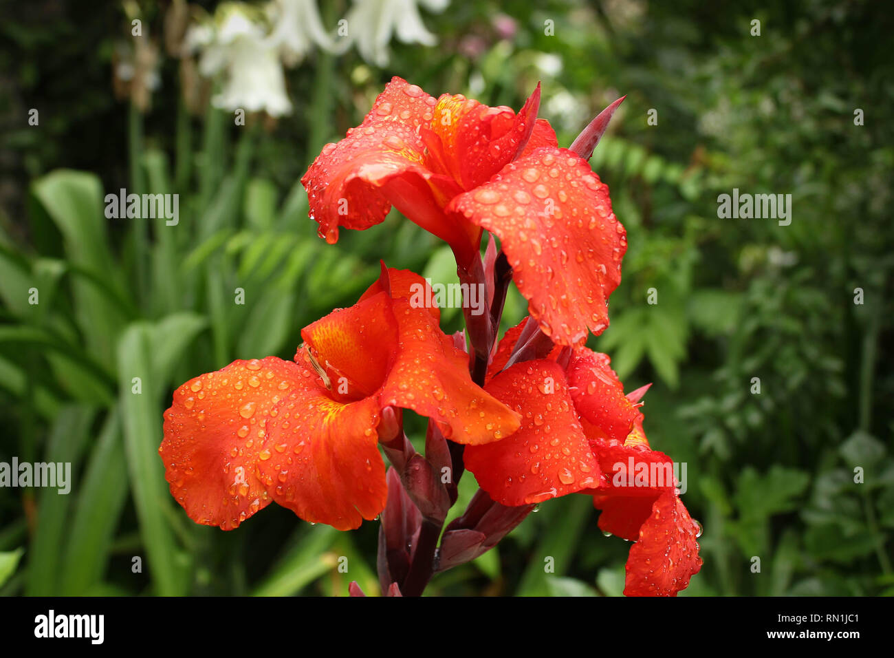 Flor flores rojas flores rojas flores rojas flores flores flor hi-res ...