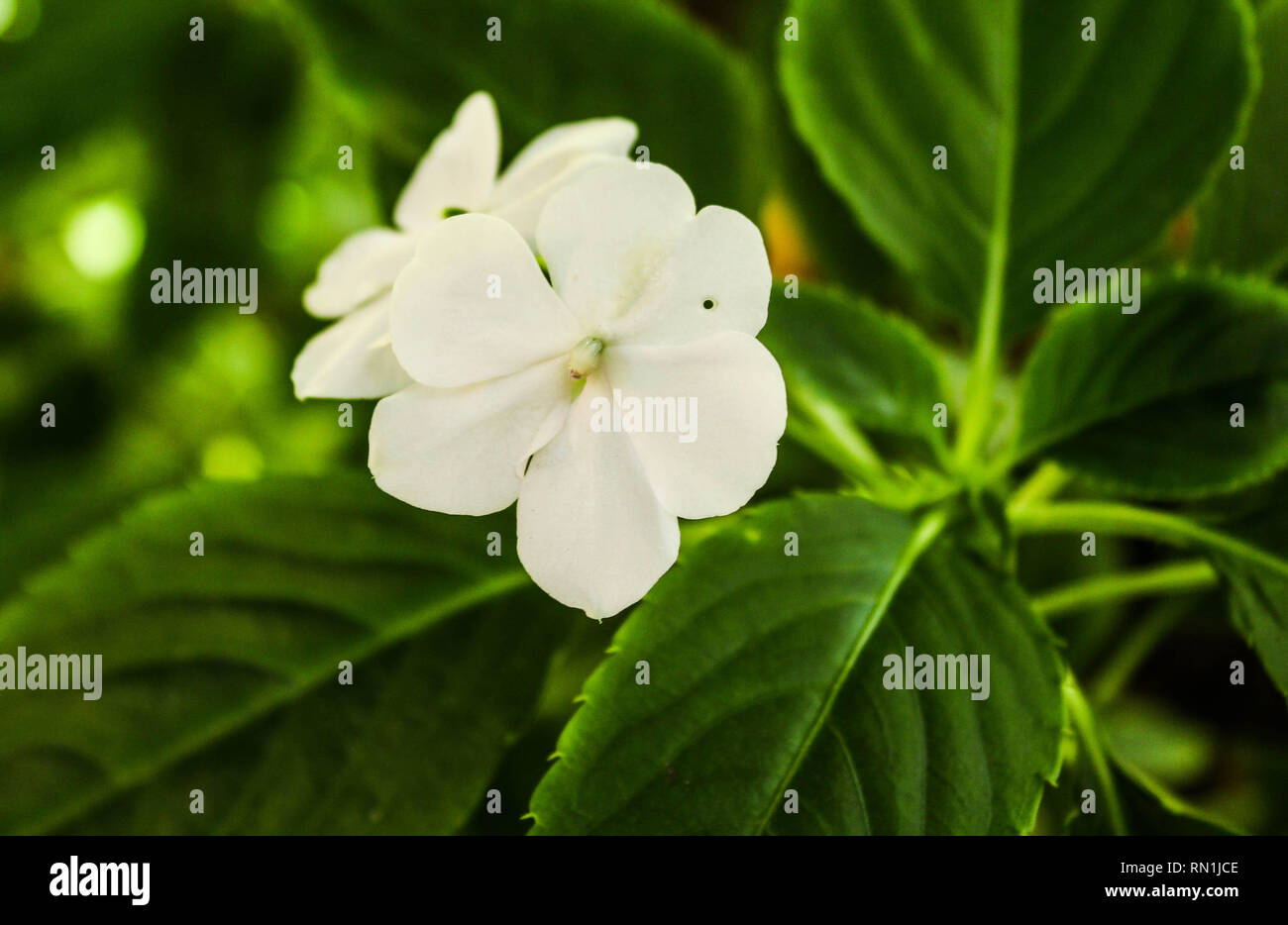 Vida blanca hi-res stock photography and images - Alamy