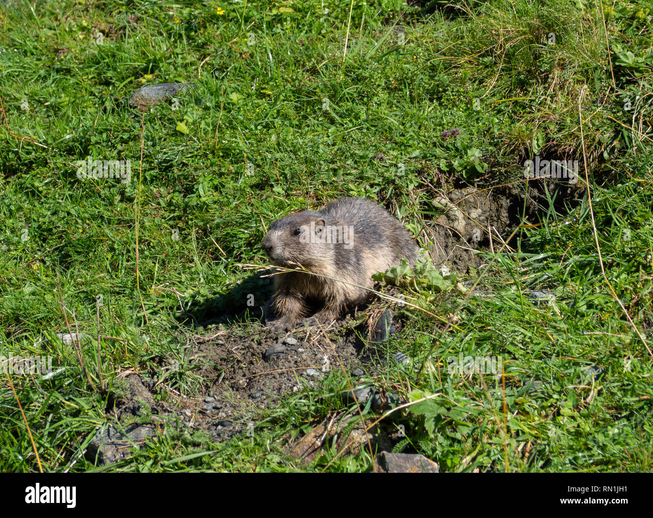 Groundhog burrow hi-res stock photography and images - Alamy