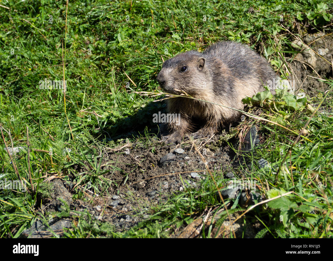 Groundhog burrow hi-res stock photography and images - Alamy