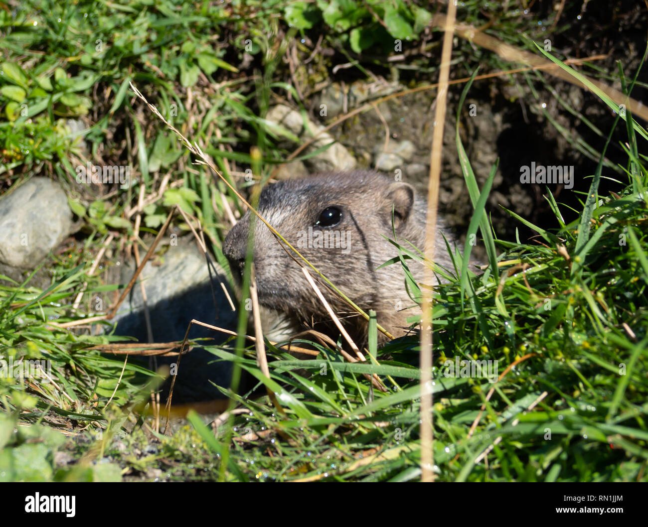 Groundhog burrow hi-res stock photography and images - Alamy