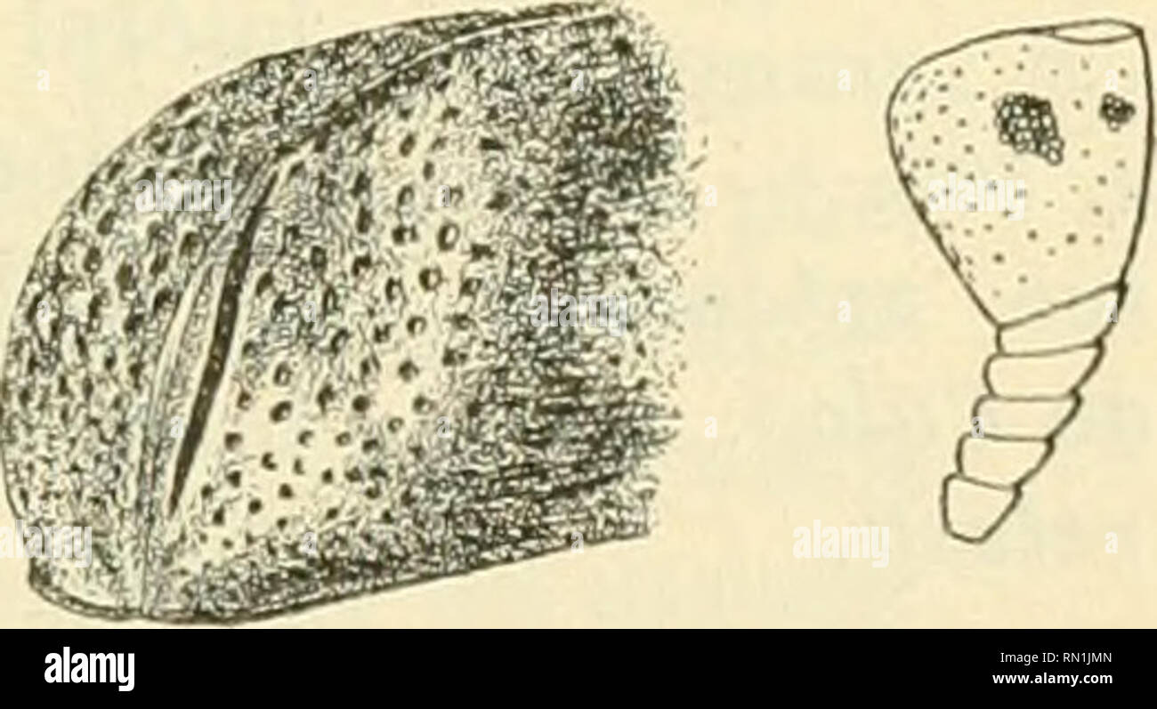 Trans genres hi-res stock photography and images - Alamy