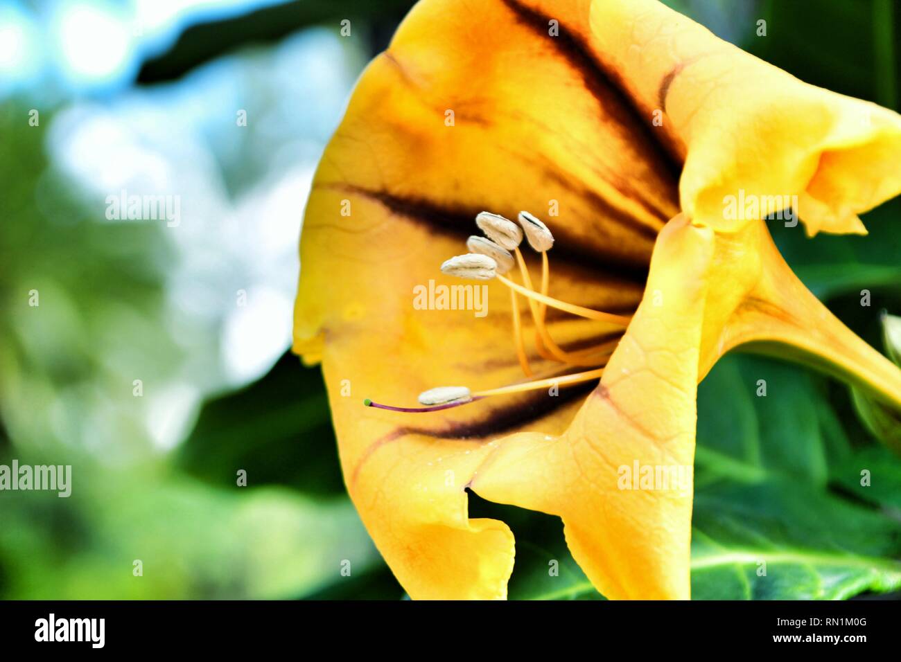 Solandra maxima cup of gold vine flower hi-res stock photography and ...