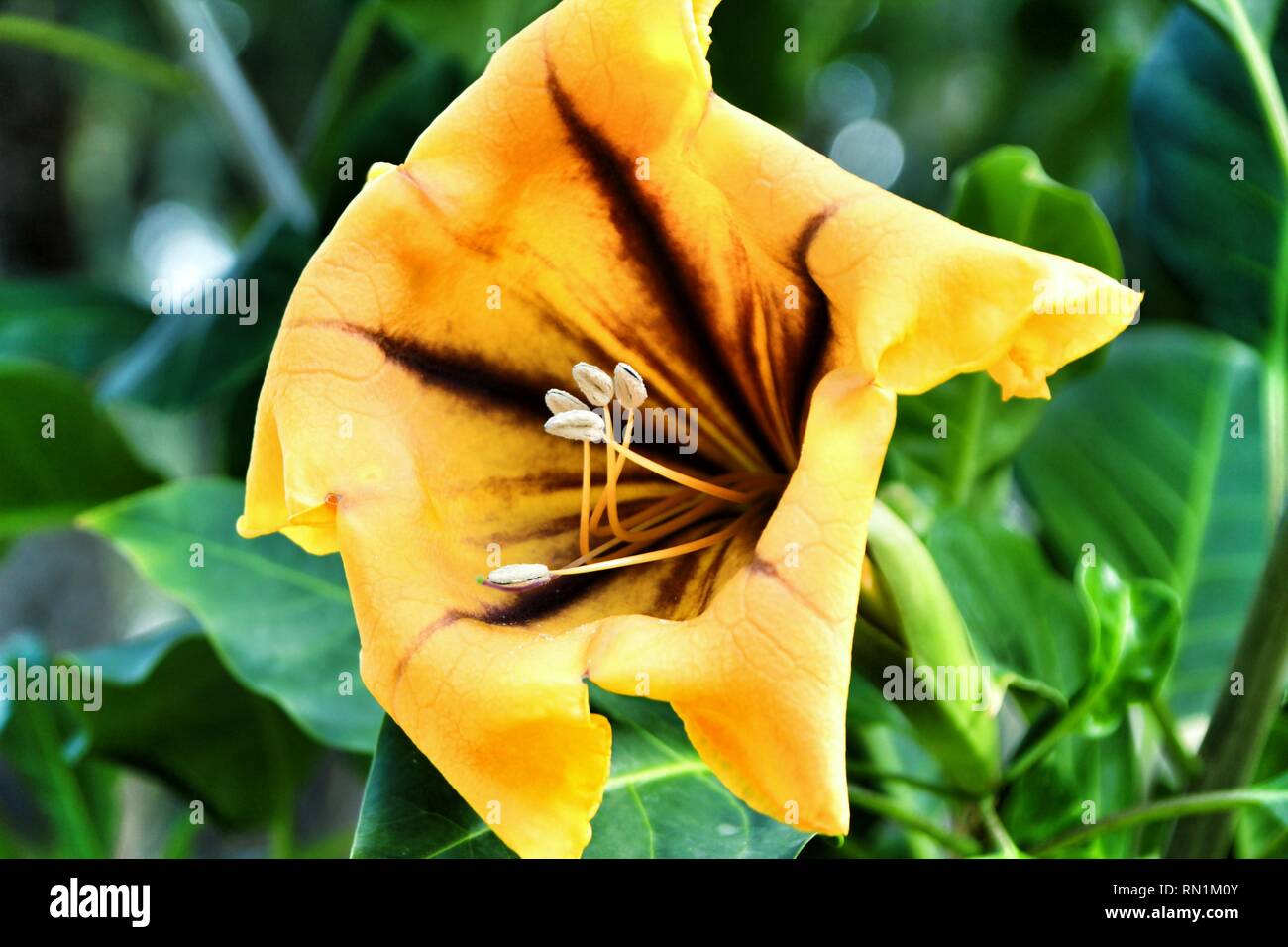 Lily solandra maxima hi-res stock photography and images - Alamy
