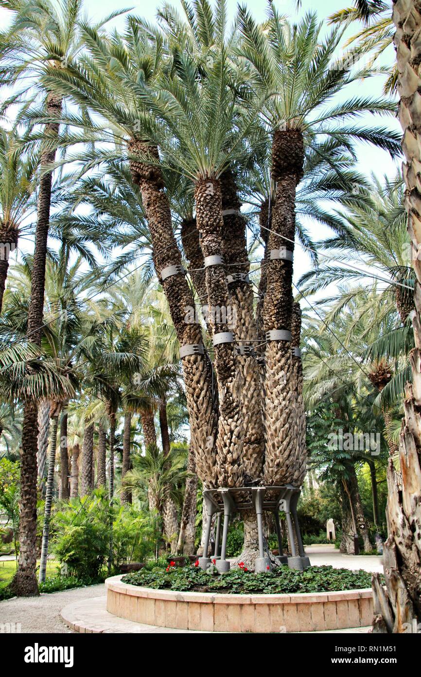 Imperial palm tree elche hi-res stock photography and images - Alamy