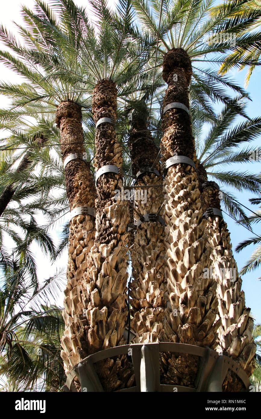 Colossal eight-arm palm tree in Elche, Spain Stock Photo - Alamy