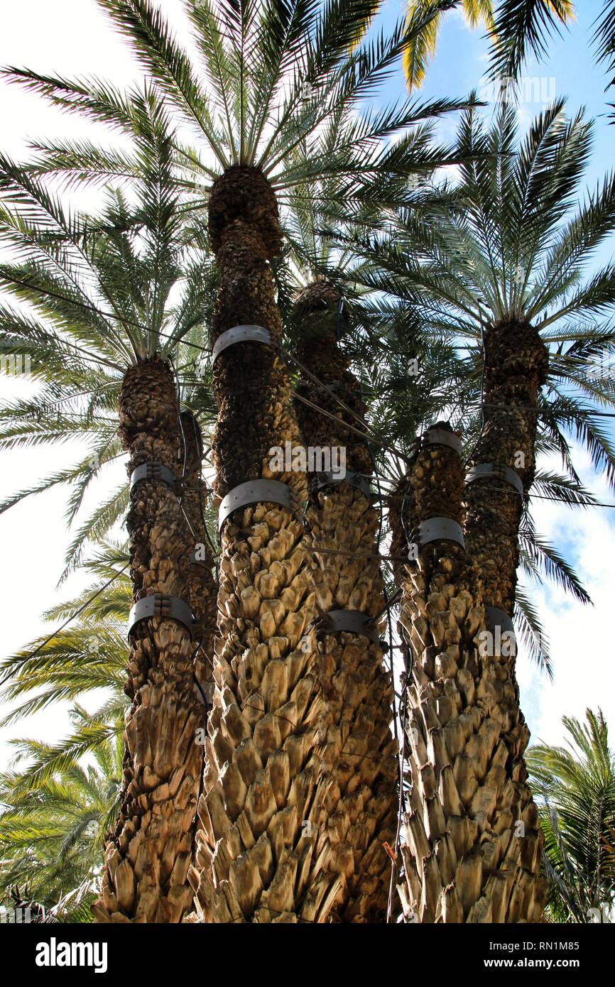 Colossal eight-arm palm tree in Elche, Spain Stock Photo - Alamy