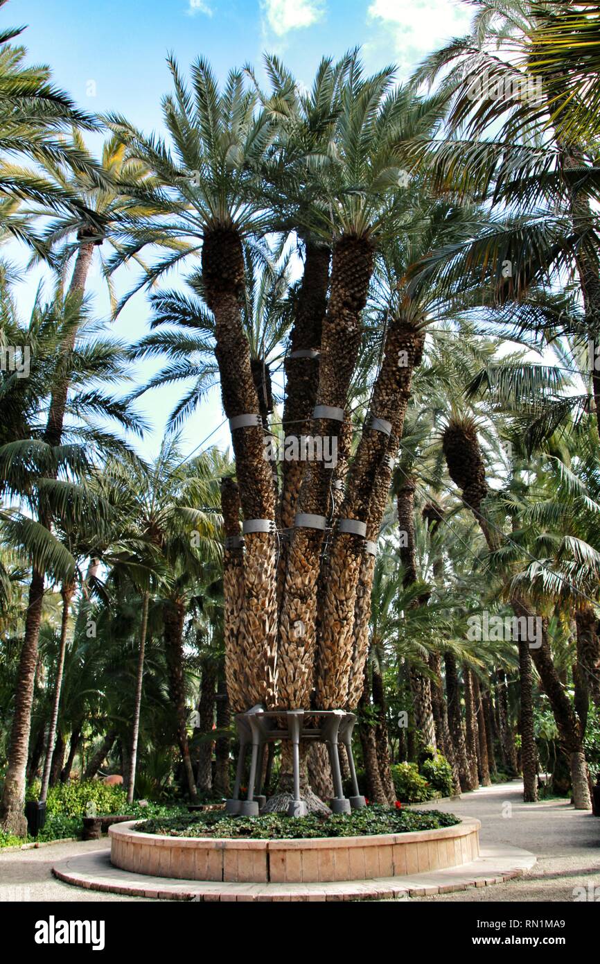 Imperial palm tree elche hi-res stock photography and images - Alamy