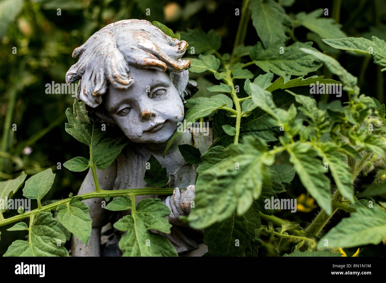 Tomato garden with girl statue and vivid green leaves Stock Photo - Alamy