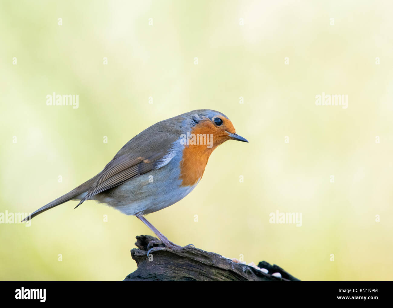 European robin (Erithacus rubecula), United Kingdom Stock Photo - Alamy