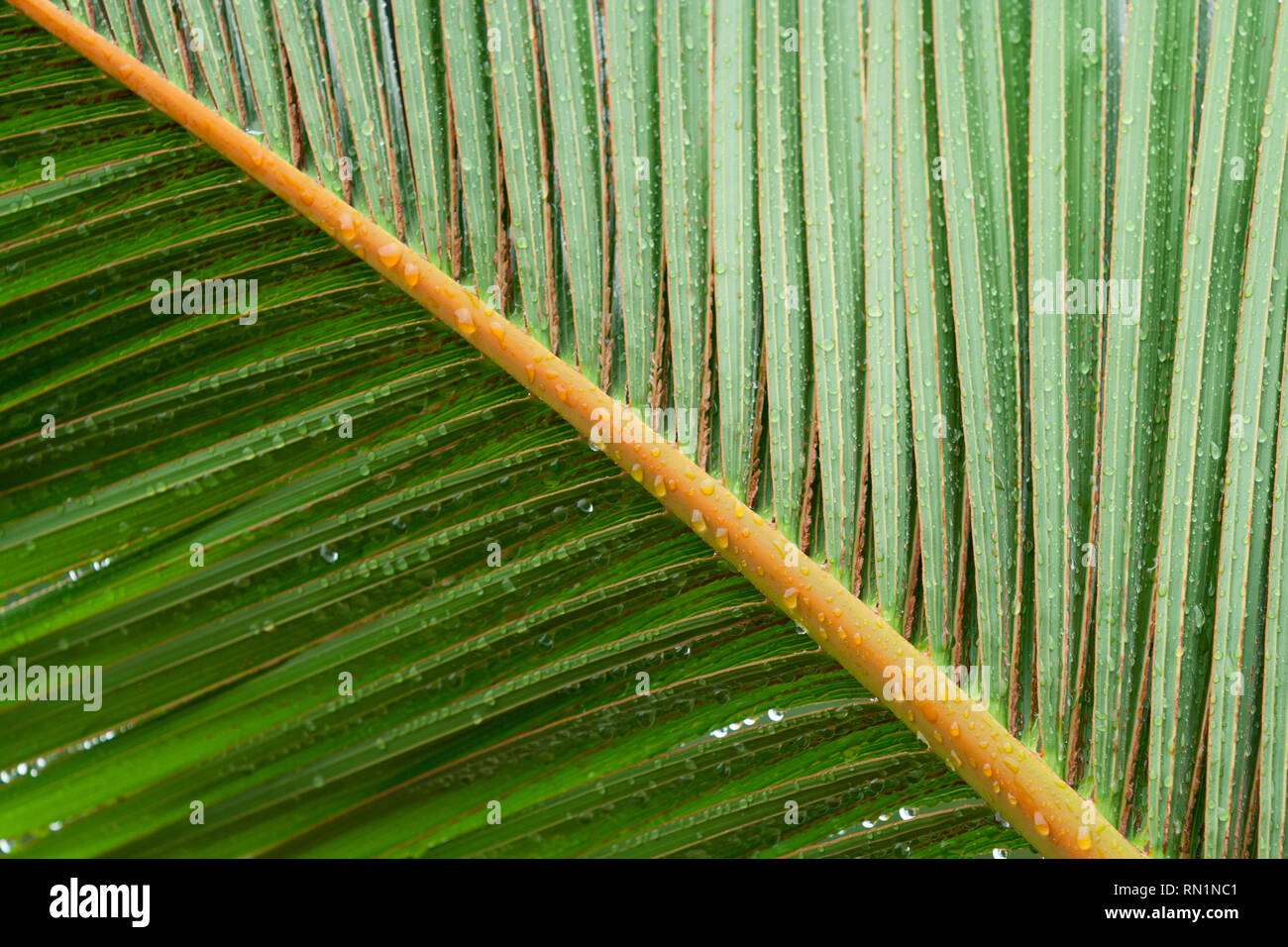Dwarf palm tree (Hyophorbe lagenicaulis) green leaf, aka 'palma ...
