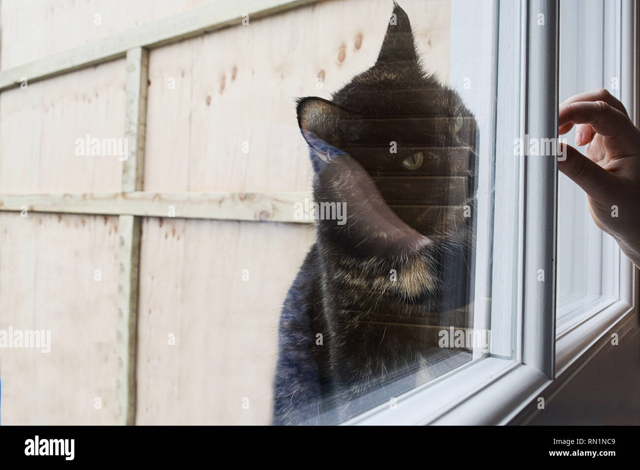 Child playing with the cat. Animal is on the other side of the window ...