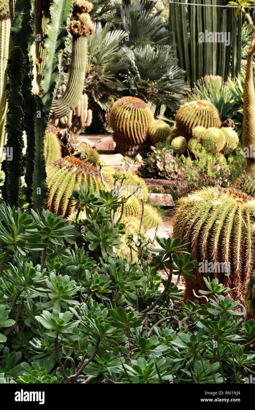 Rockery with different types of cactus in the Huerto del Cura garden in ...