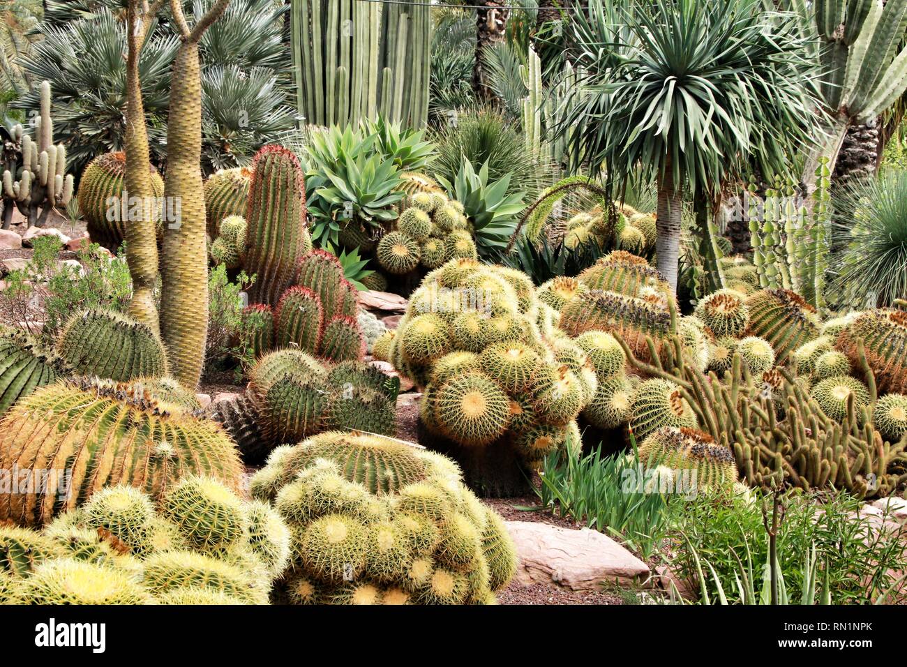 Rockery with different types of cactus in the Huerto del Cura garden in ...