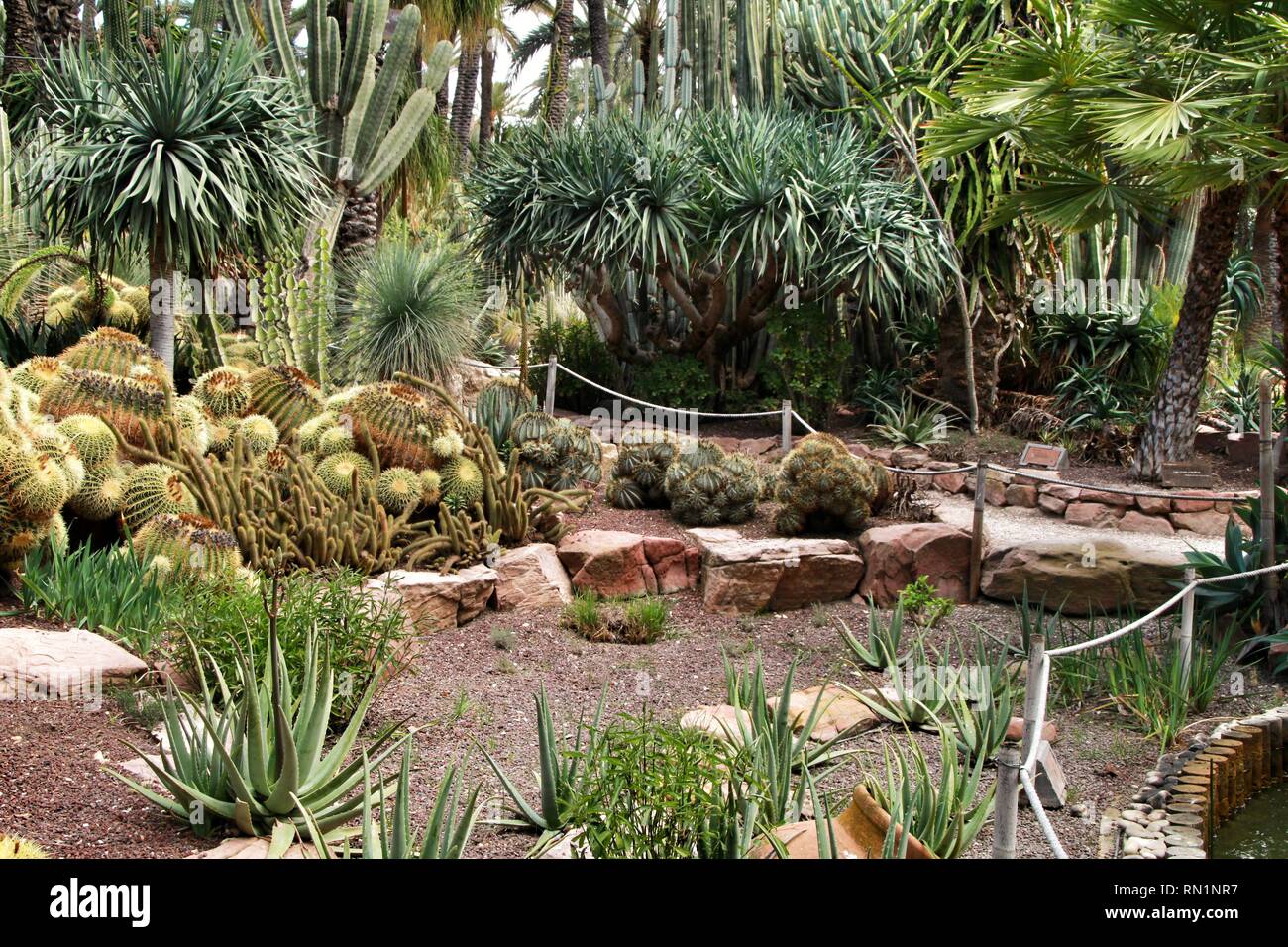 Rockery with different types of cactus in the Huerto del Cura garden in ...