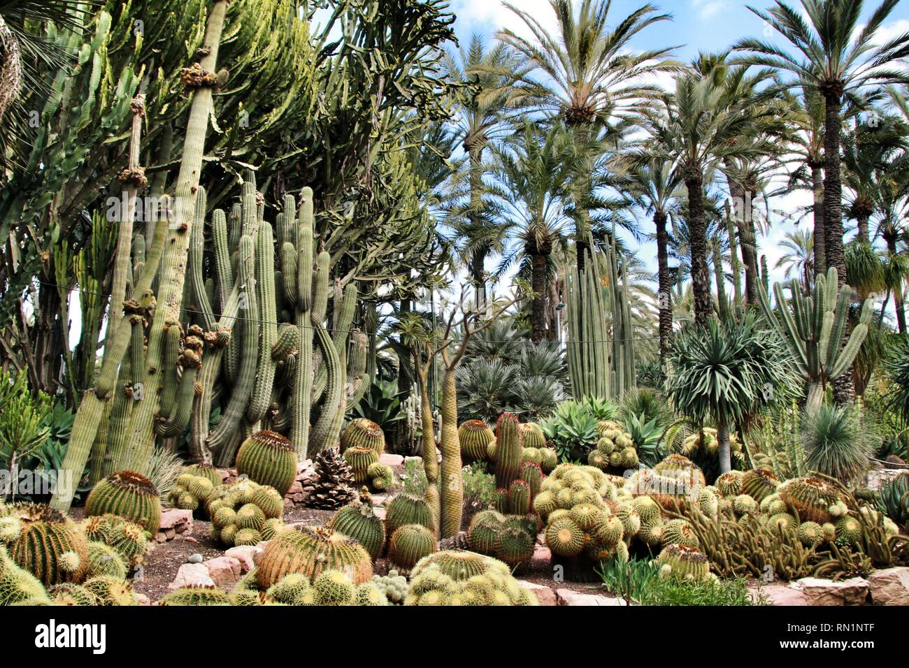 Rockery with different types of cactus in the Huerto del Cura garden in ...