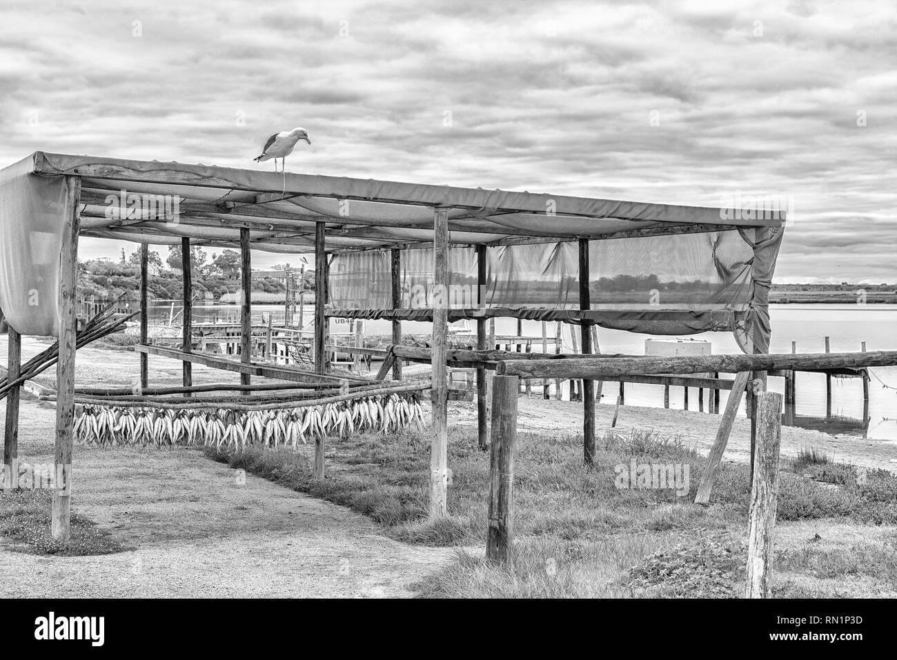 South african mullet hi-res stock photography and images - Alamy