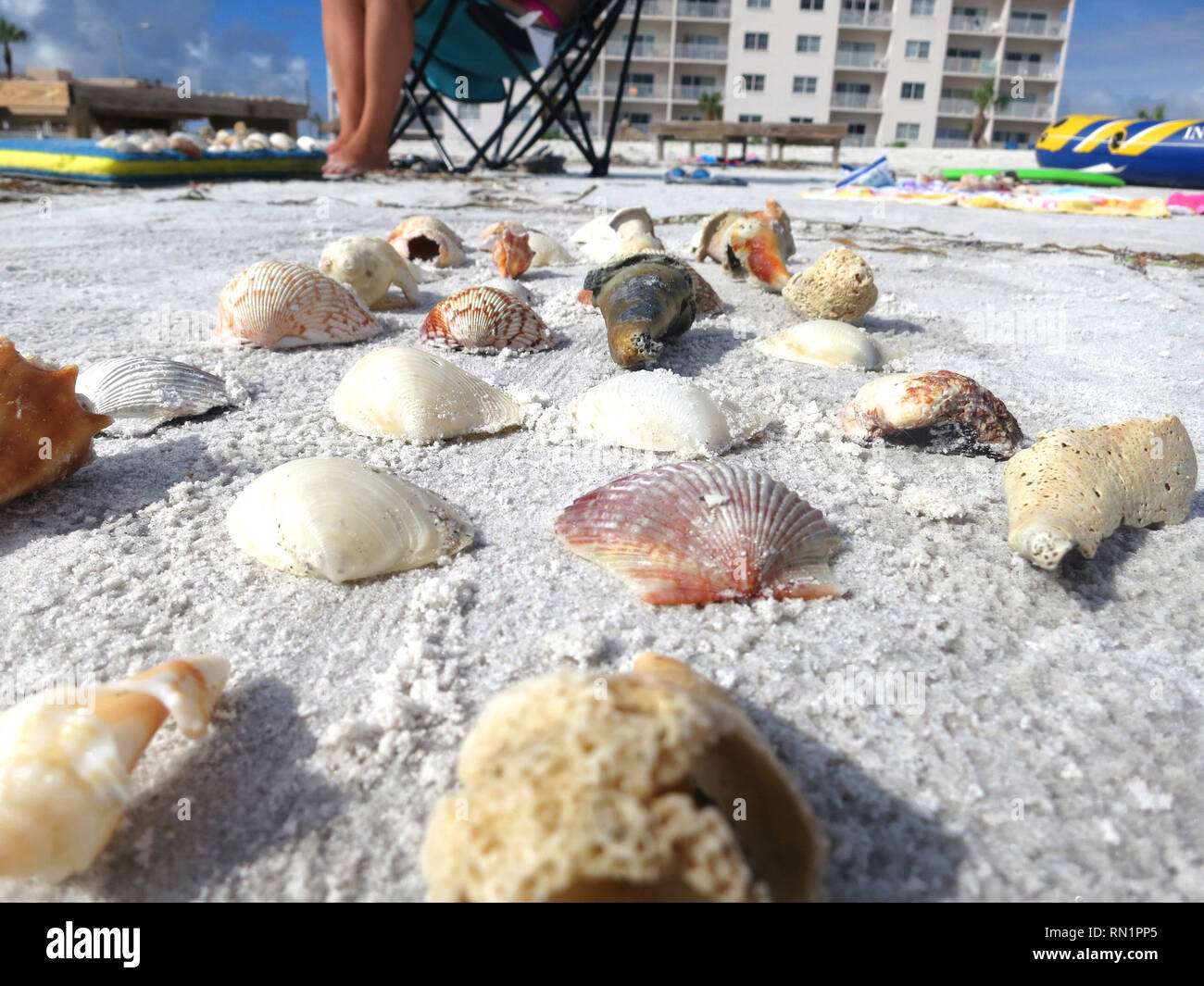 Path of sea shells lead to woman sitting on a beach chair. Shells have ...