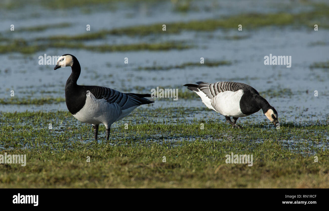 Barnacle Geese in Wetland Habitat Stock Photo - Alamy
