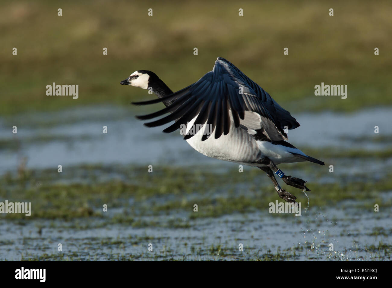 Barnacle Goose Taking Flight over Wetland Habitat Stock Photo - Alamy